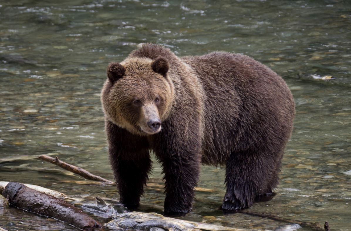 11 Things You Should Know About Bears - Animallot