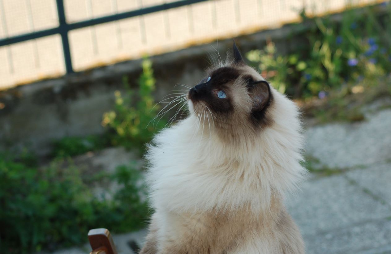 11 Things To Know About Cats - Animallot