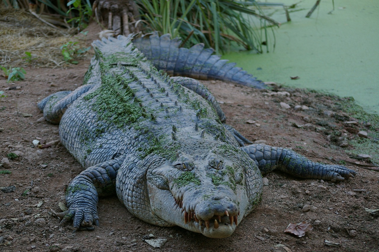 Crocodiles vs. Caimans All Differences Explained - Animallot