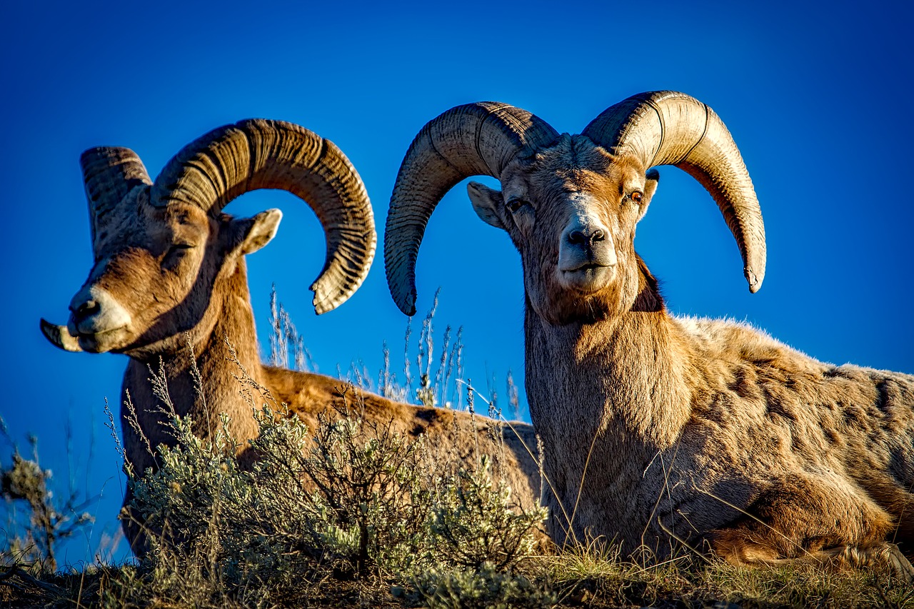 Goat Vs. Ram All Differences Explained - Animallot