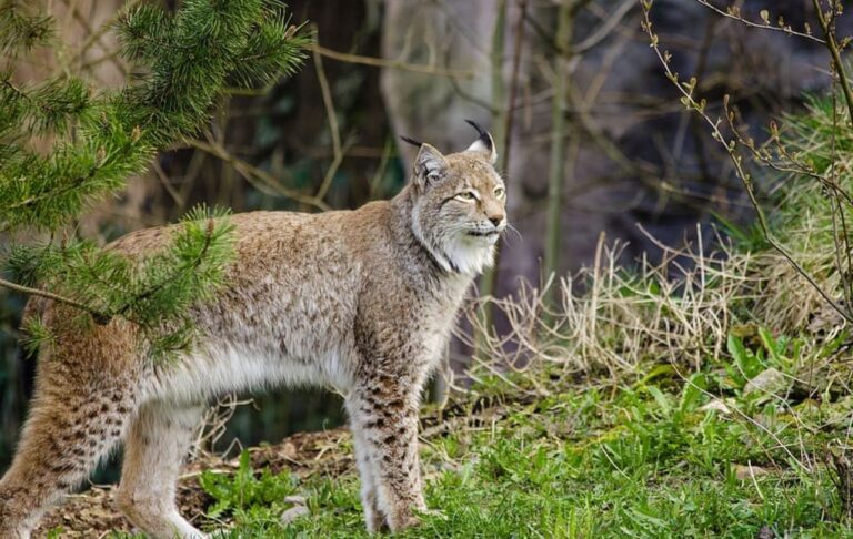 List of 13 Animals With Pointy Ears (With Pictures)