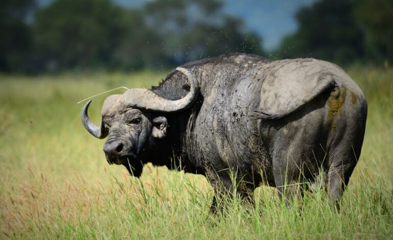 Buffalo vs Ox: All Differences Explained - Animallot