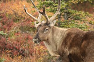 Moose and Caribou: All Differences Explained - Animallot