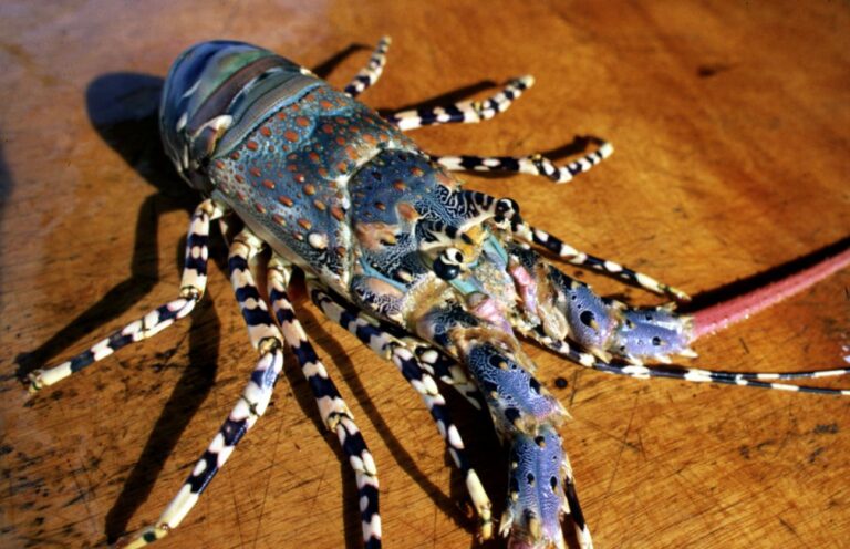 Lobster vs Tiger Prawn: All Differences Explained - Animallot