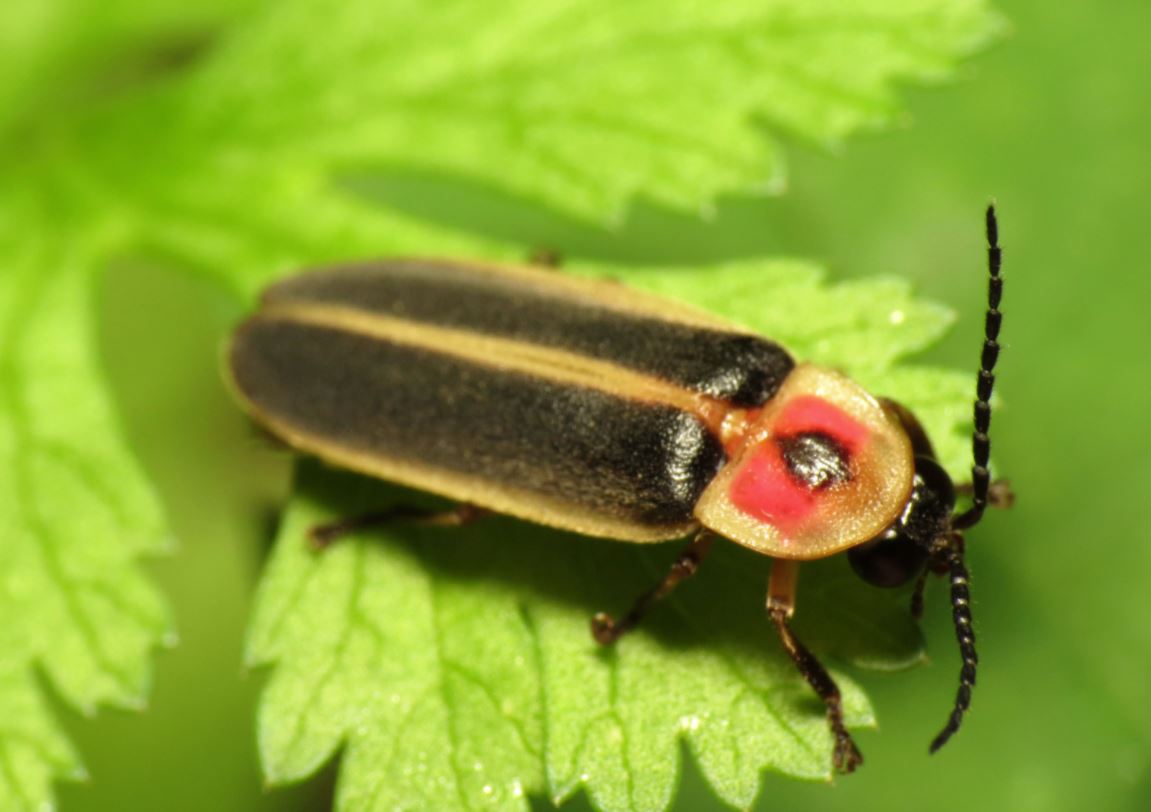 Dragonfly Vs Firefly: All Differences Explained - Animallot