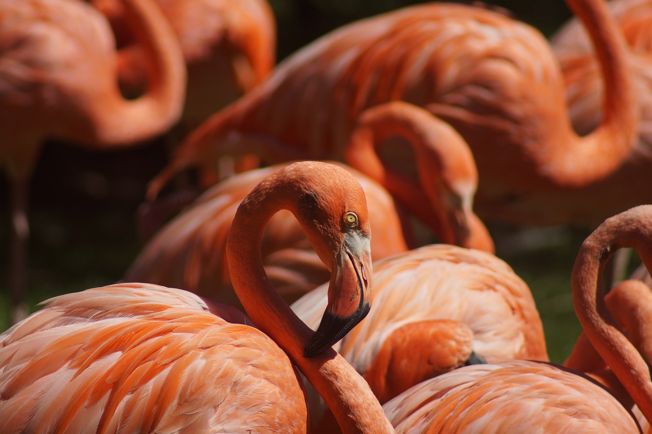 Flamingo Vs Pelicans: All Differences Explained - Animallot
