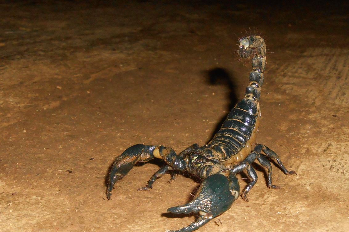Crab vs. Scorpion: All Differences Explained - Animallot