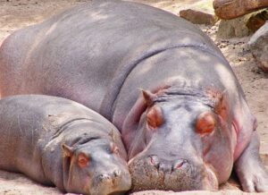 Hippo Vs Rhino: All Differences Explained - Animallot