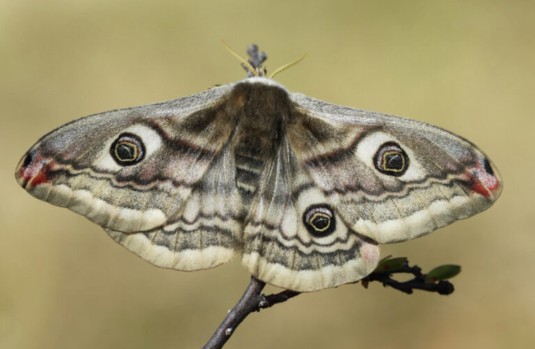 Moth vs Cockroach: All Differences Explained - Animallot