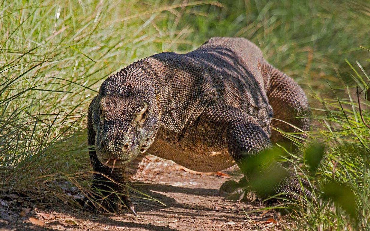 Komodo Dragon vs Iguana All Differences Explained - Animallot