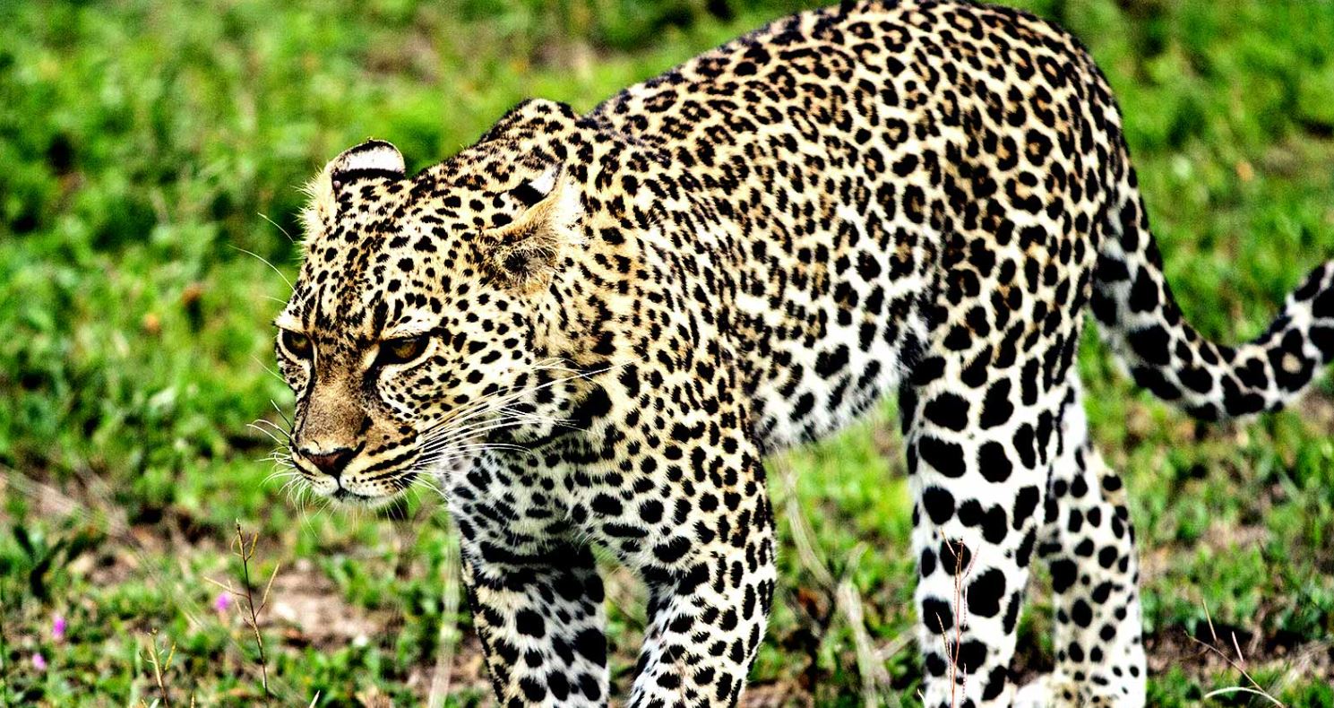 Leopard vs. Puma All Differences Explained - Animallot