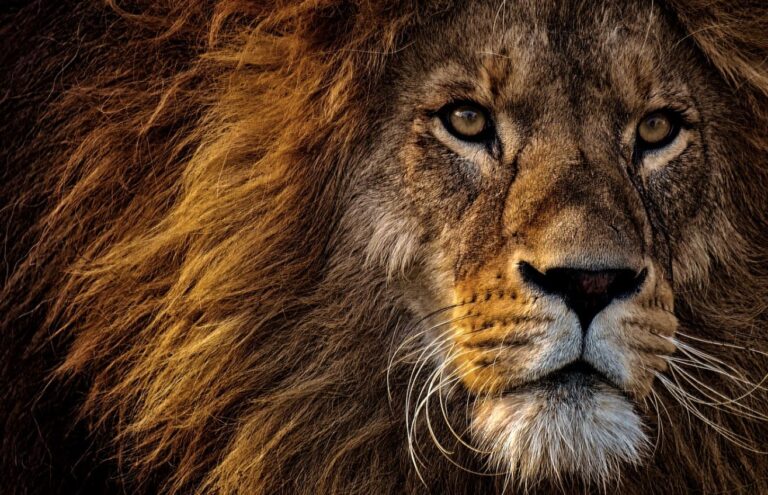 List of 29 Animals With Claws (With Pictures) - Animallot