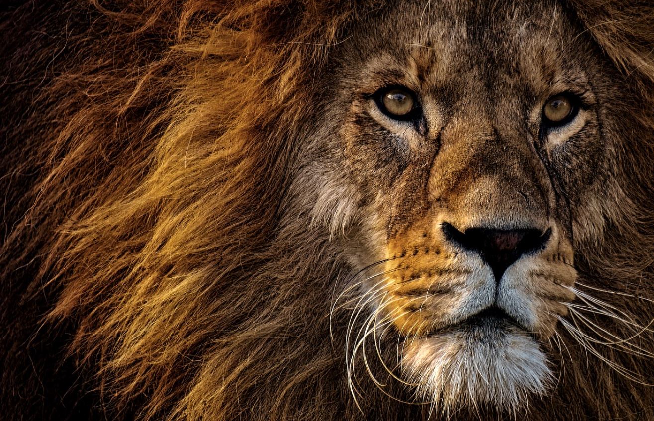 List of 29 Animals With Claws (With Pictures) - Animallot