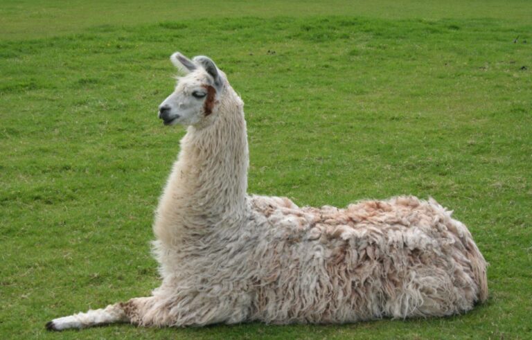 List of 20 animals with hooves (with pictures) - Animallot