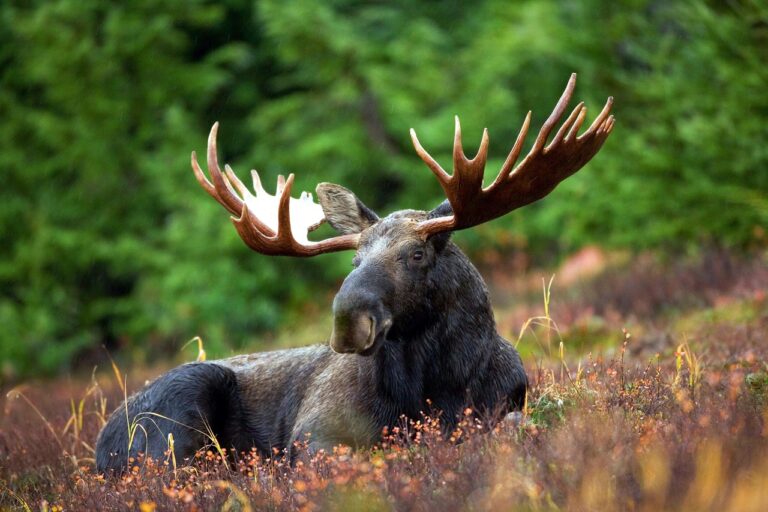Moose and Stag All Differences Explained - Animallot