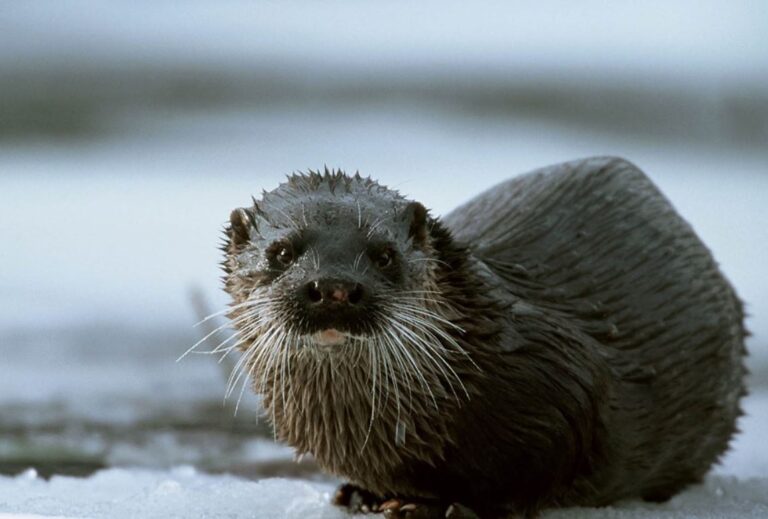 Ferret vs Otter: All Differences Explained - Animallot