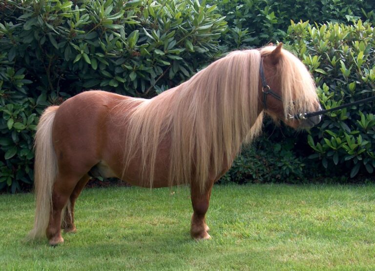 Mules vs Ponies All Differences Explained - Animallot