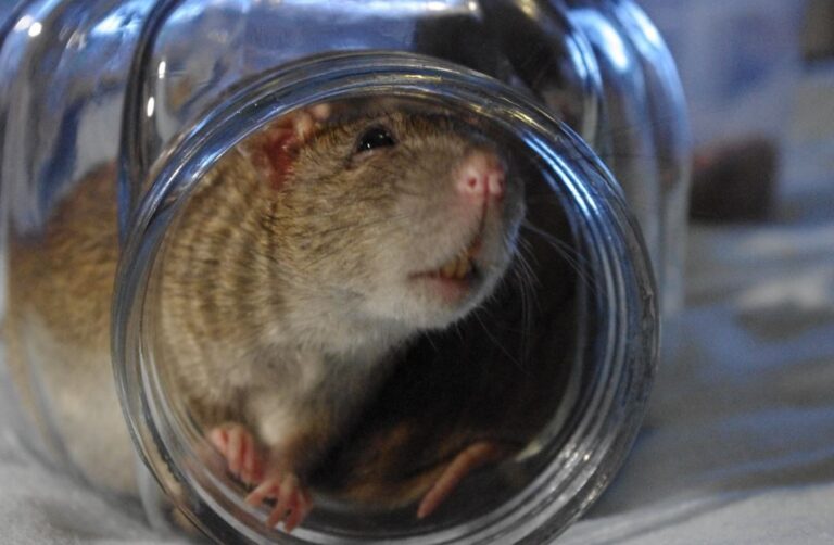 Hamster Vs Rats: All Differences Explained - Animallot