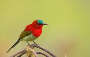 Hummingbird vs Sunbirds: All Differences Explained - Animallot