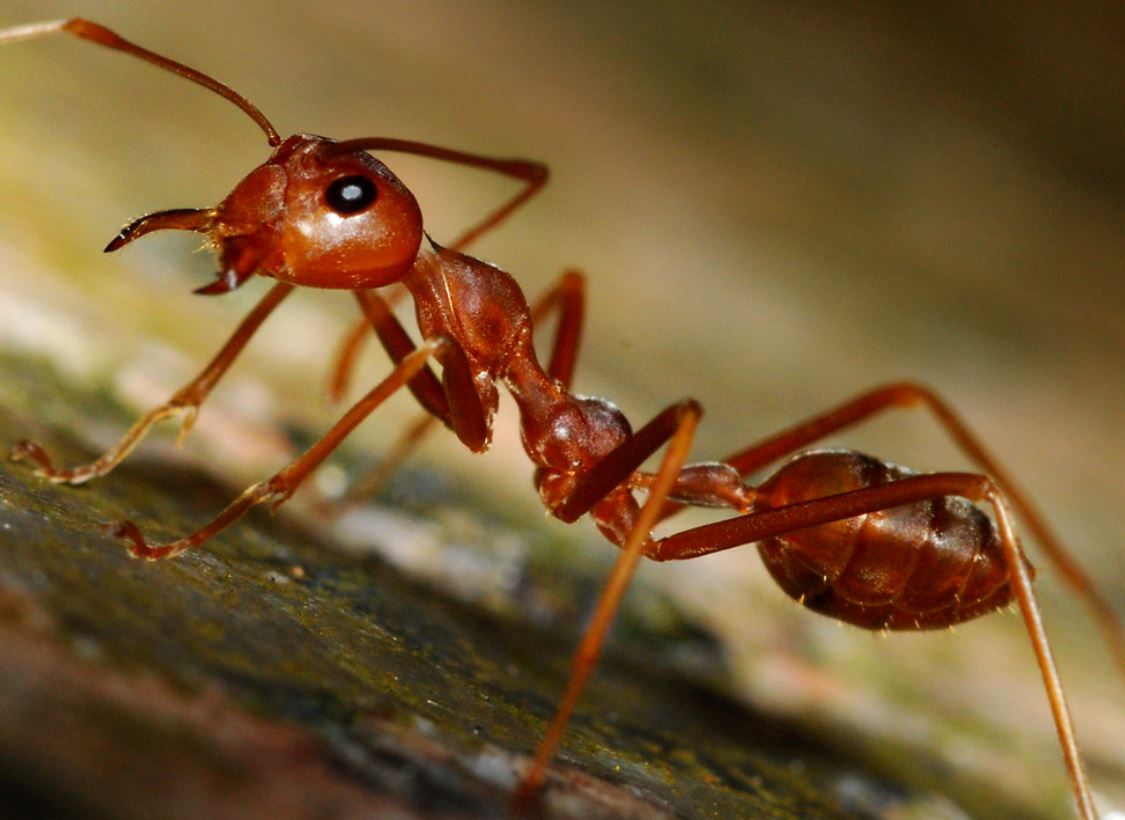 11 Things About Ants You Should Know - Animallot