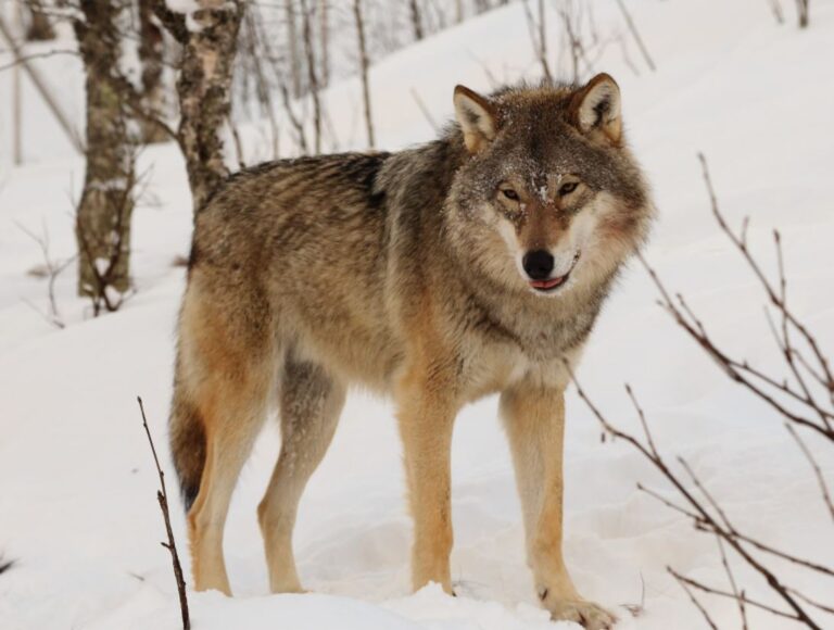 20 Animals With No Natural Predators (With Pictures)