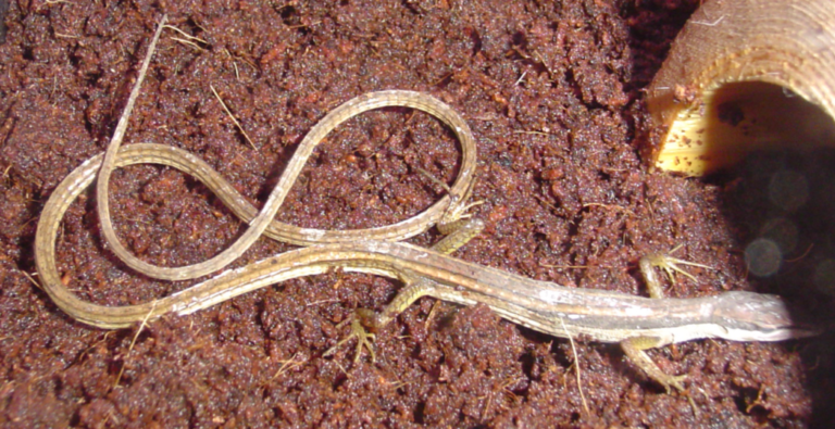 14 Animals With Long Tails (With Pictures) - Animallot