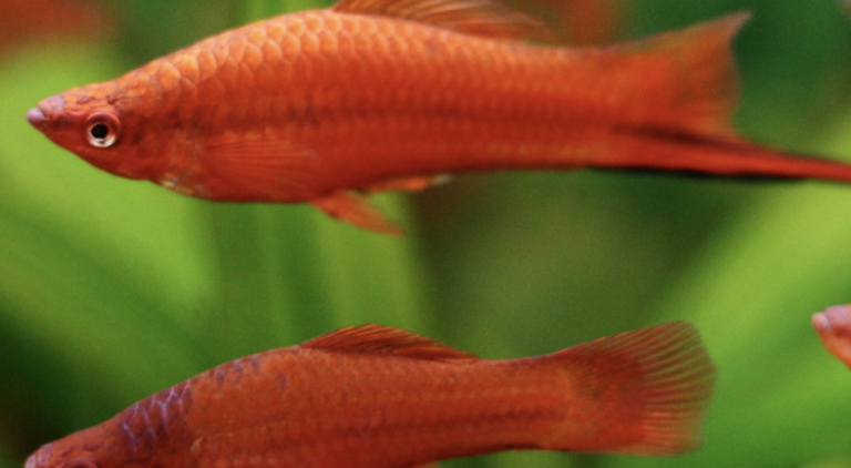 15 Animals With Infrared Vision (With Pictures) - Animallot