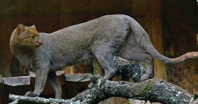 15 Animals Starting With J (With Pictures) - Animallot