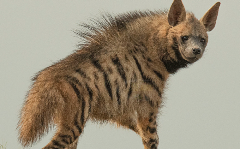 List of 16 animals with mullets (with pictures) - Animallot