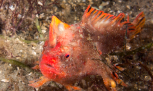 List of 20 Animals With No Neck (With Pictures) - Animallot