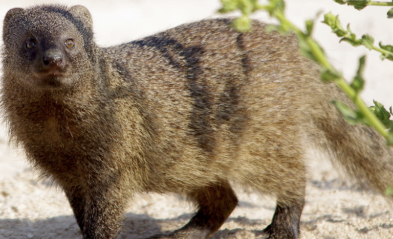 List Of 20 Animals Starting with E (With Pictures)