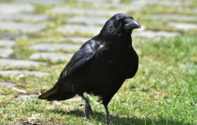 16 Animals with Human Characteristics (With Pictures)