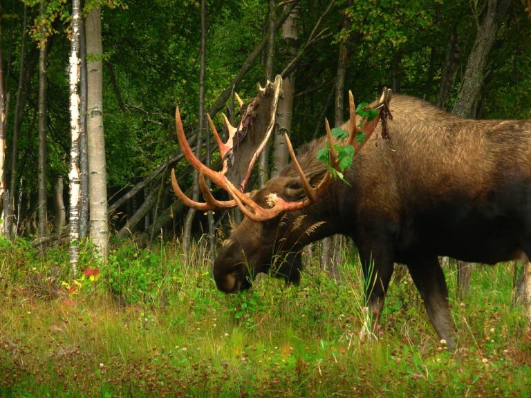 List of 16 Animals With Antlers (With Pictures) - Animallot
