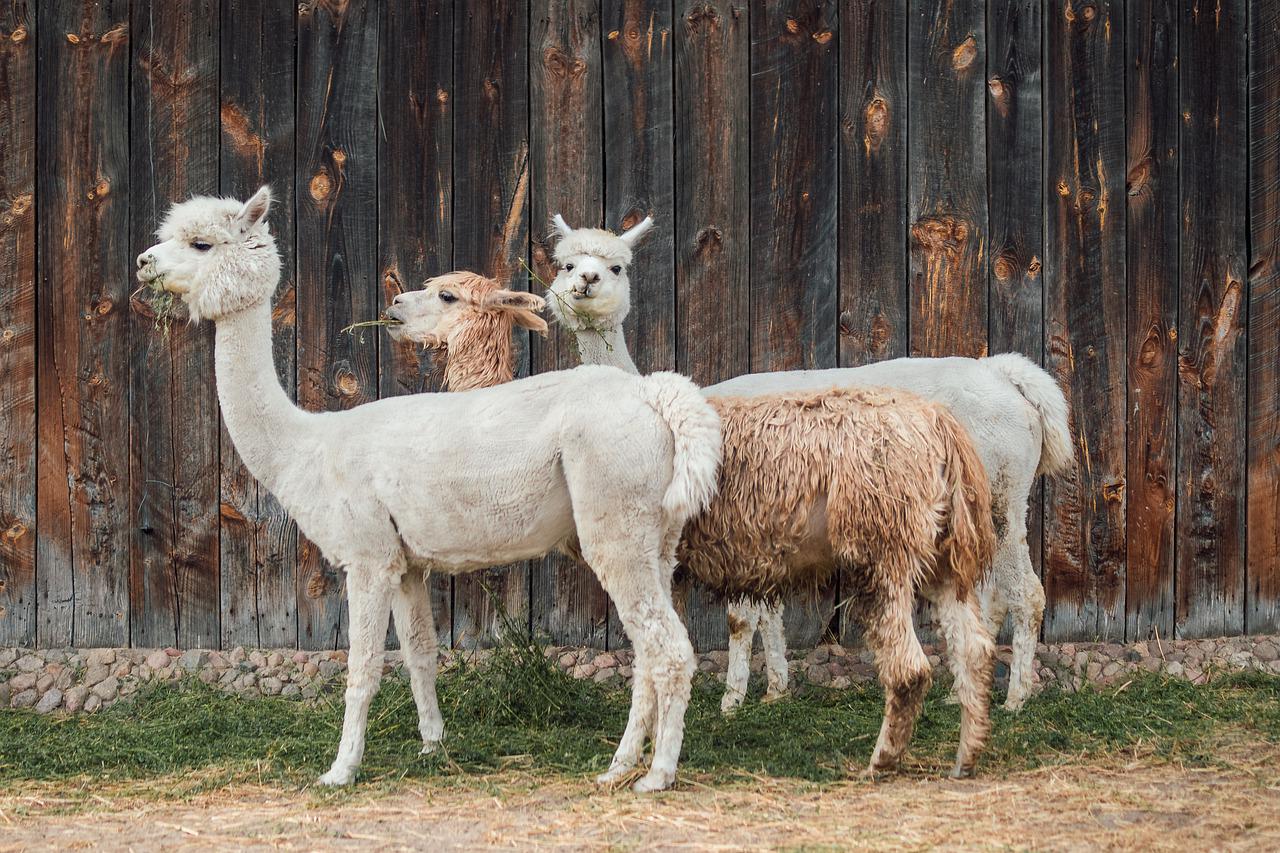 List of 15 Animals With Curly Hair (With Pictures)