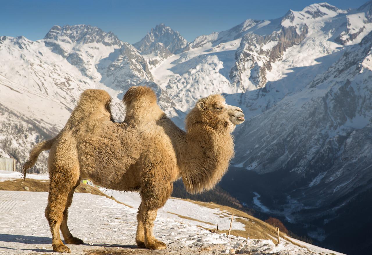 List of 15 Animals With Curly Hair (With Pictures)