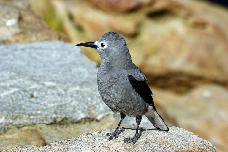 List of 15 Animals With Good Memory (With Pictures) - Animallot