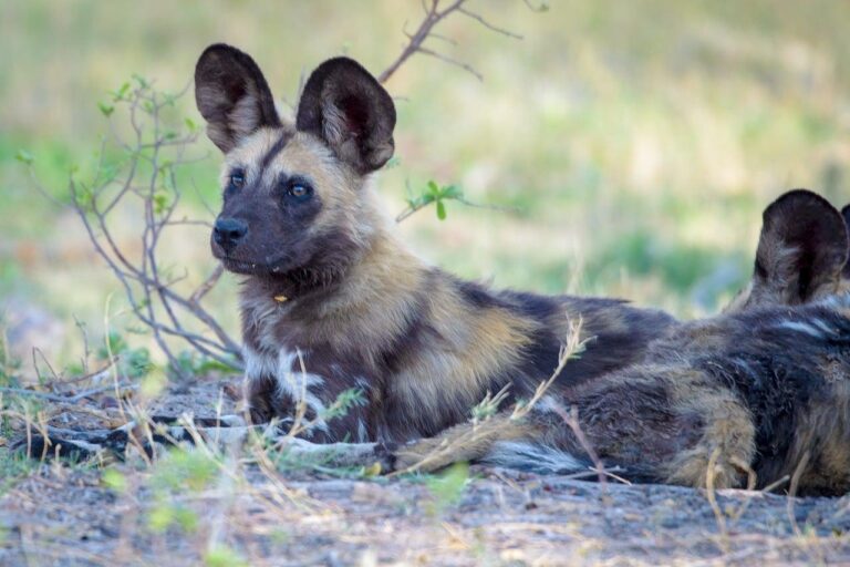 List of 13 Animals with Long Ears (With Pictures) - Animallot