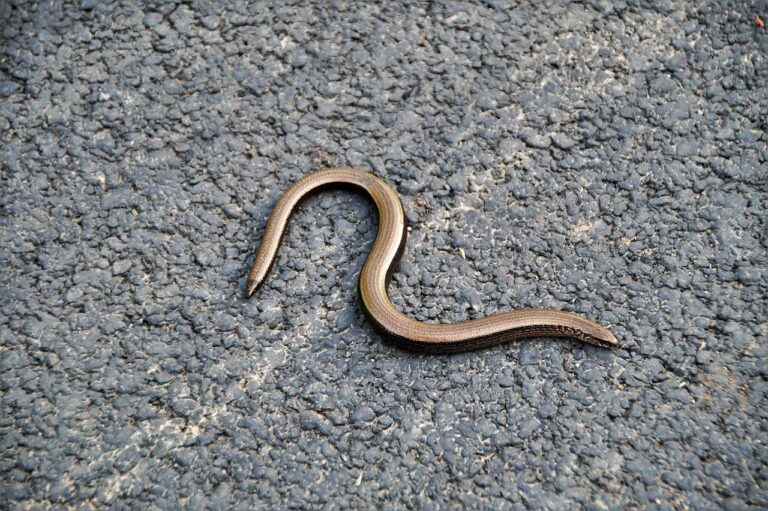 16 Animals That Don't Have Legs (With Pictures) - Animallot