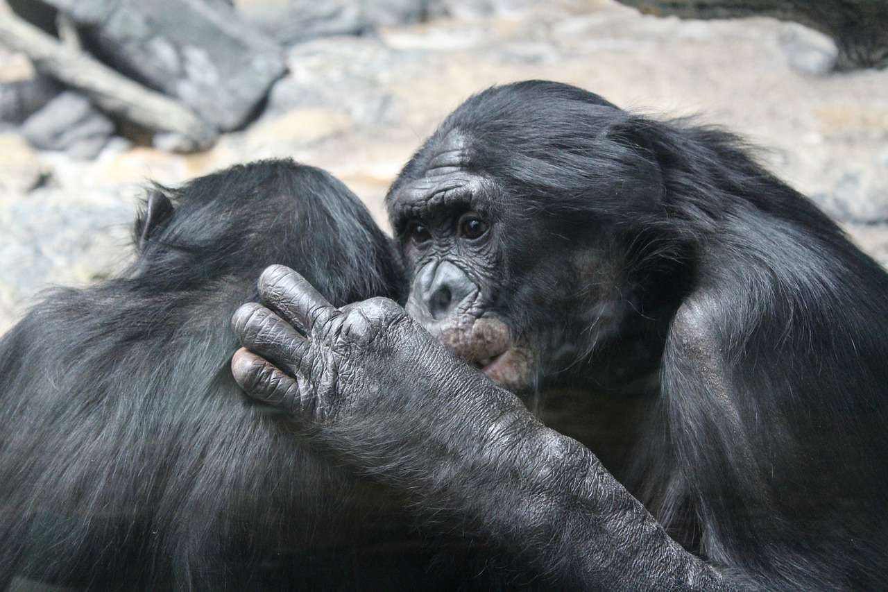 16 Animals with Human Characteristics (With Pictures)