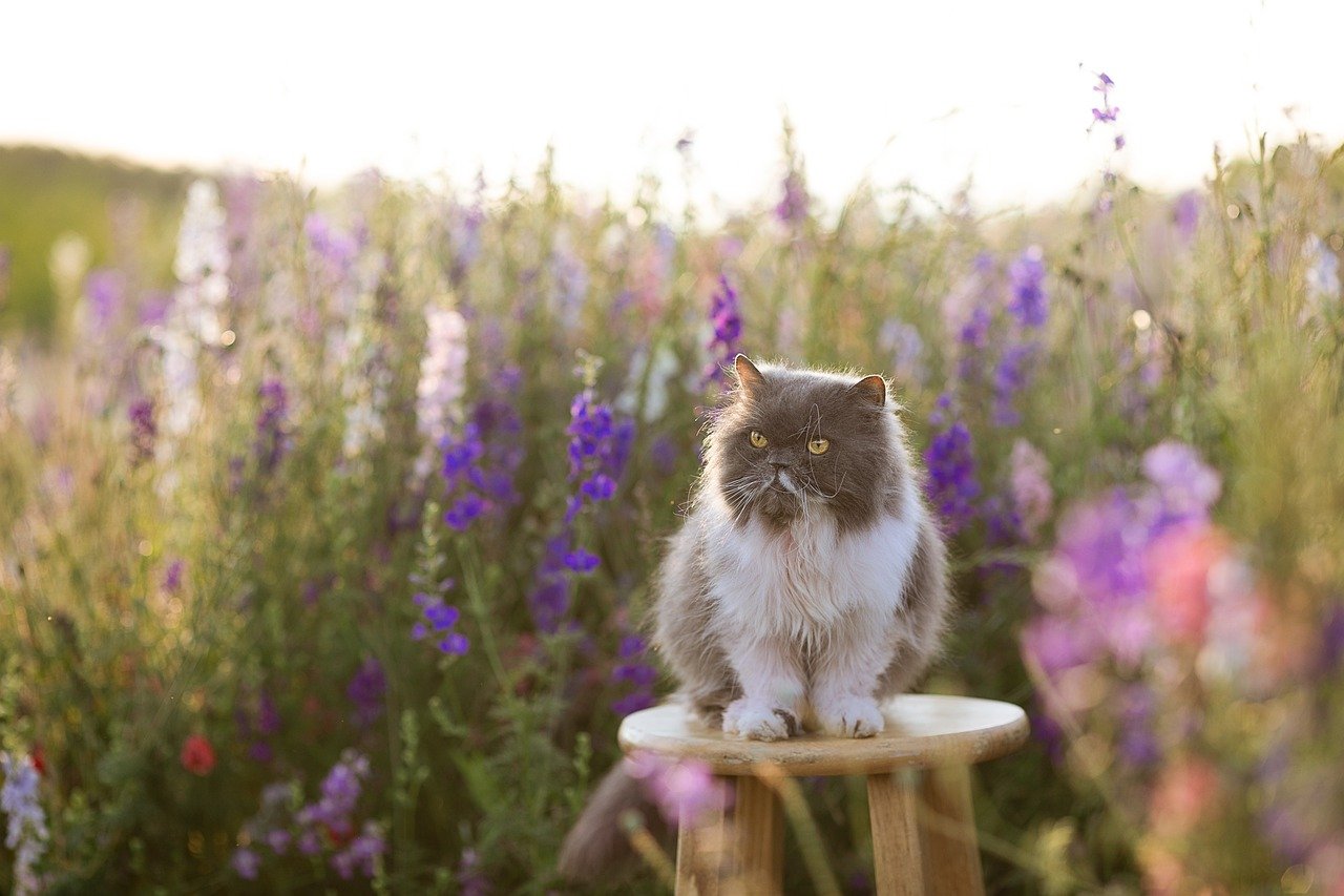 List of 20 Animals with Paws (with Pictures) - Animallot
