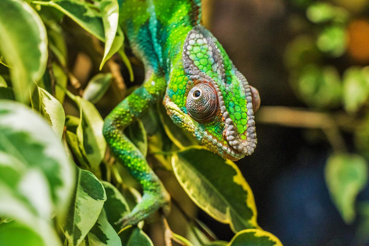 List of 19 Animals With Camouflage (with Pictures)