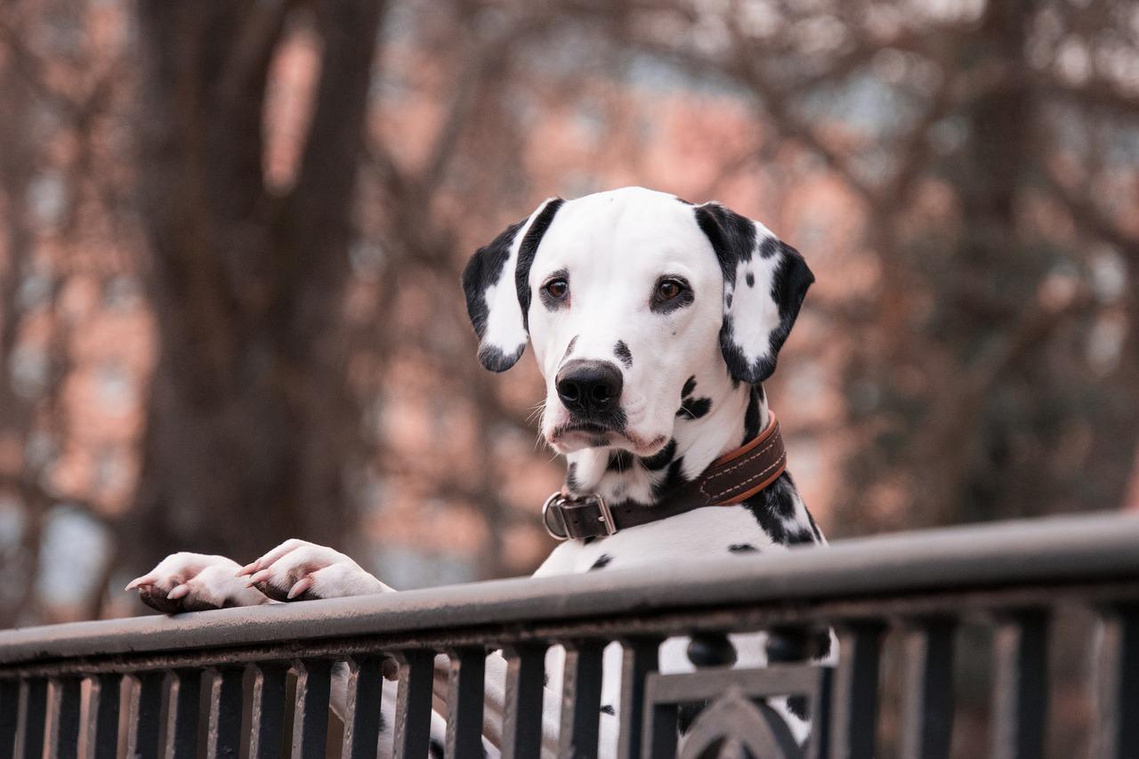 List of 20 Animals with Paws (with Pictures) - Animallot