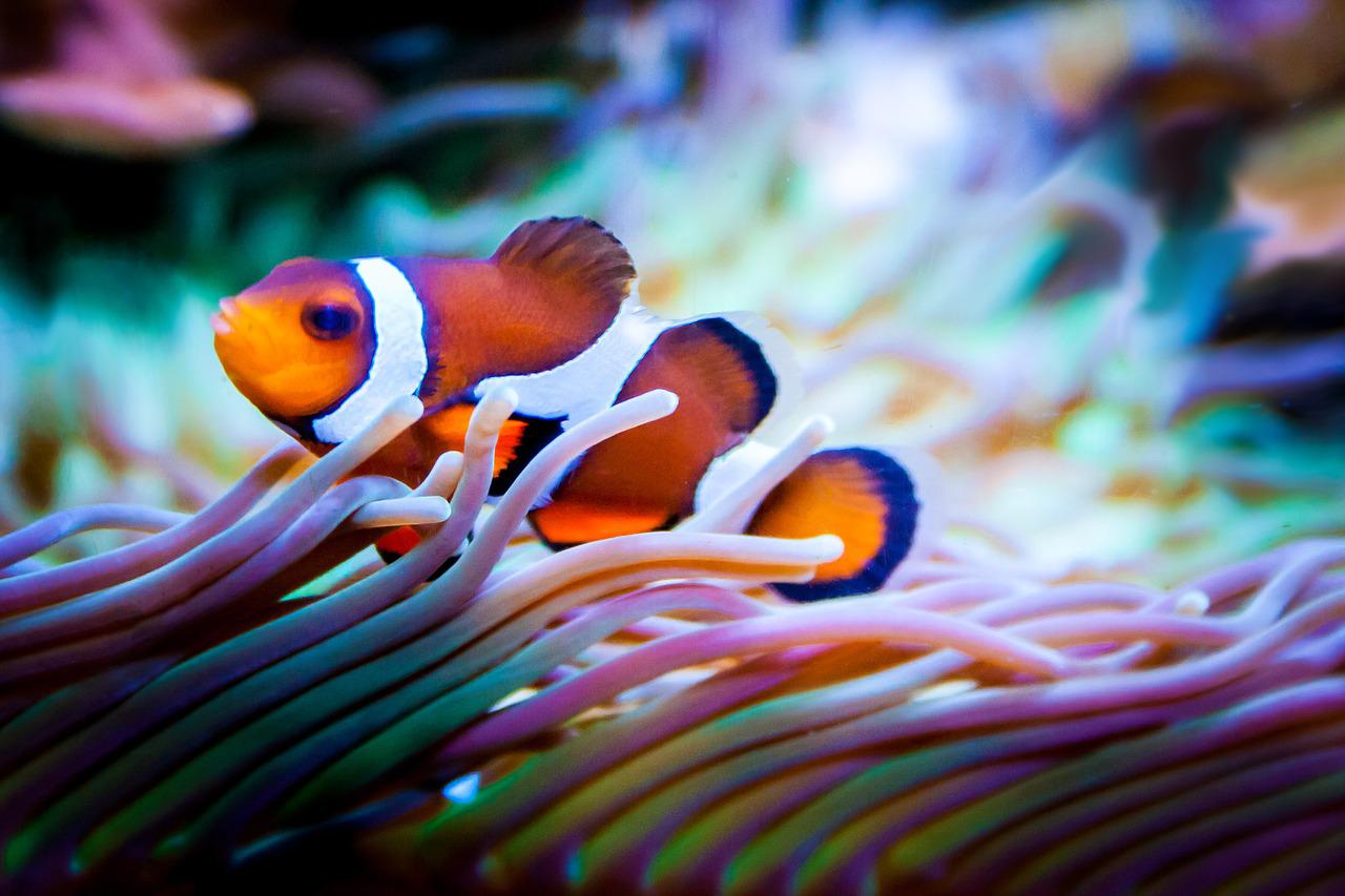 List of 15 Animals With Patterns (With Pictures) - Animallot