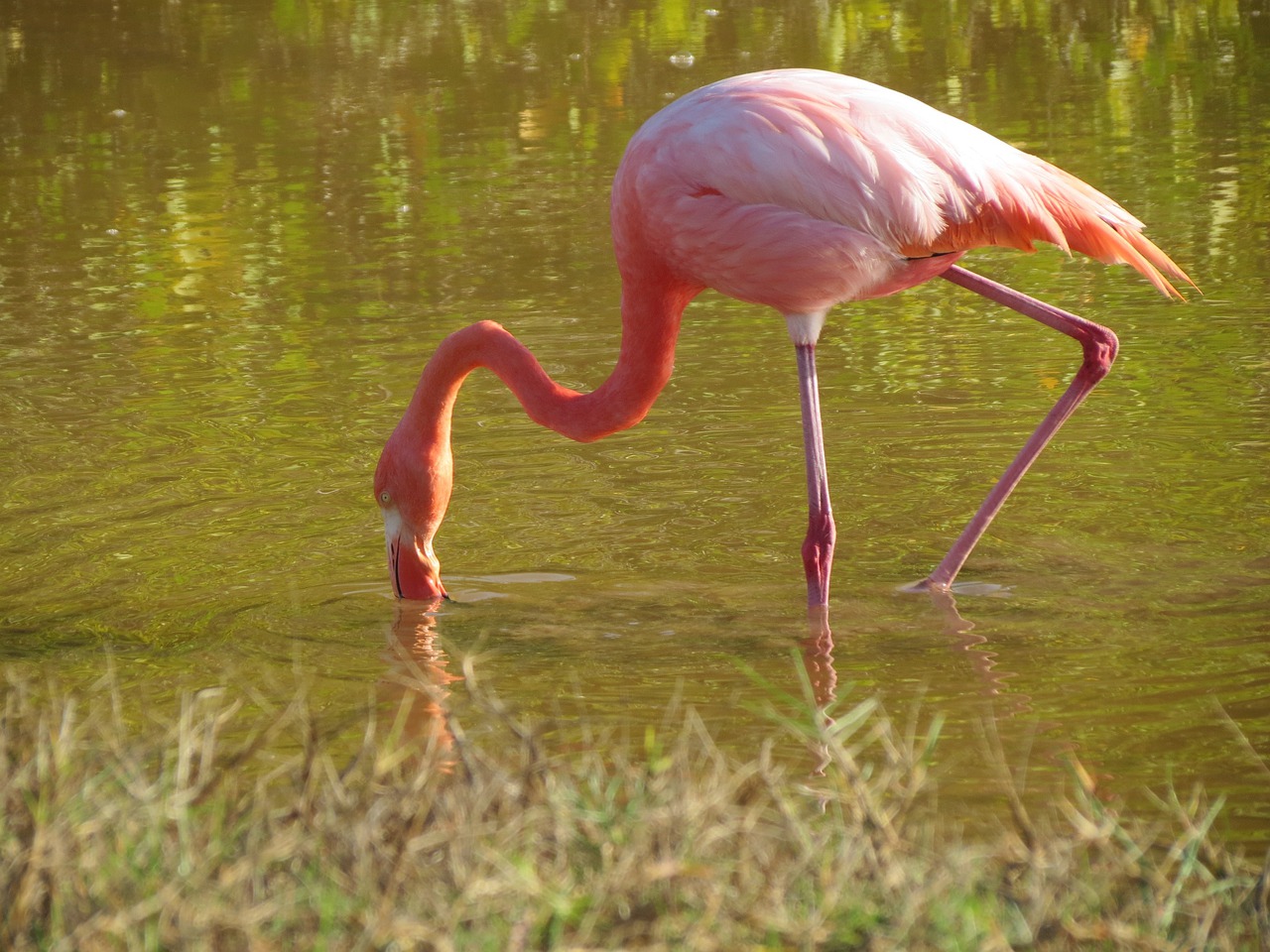 15 Animals With Long Necks (With Pictures) - Animallot