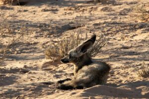 List of 20 Animals With Big Ears (with pictures) - Animallot