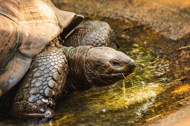 List of 15 Animals With Good Memory (With Pictures) - Animallot