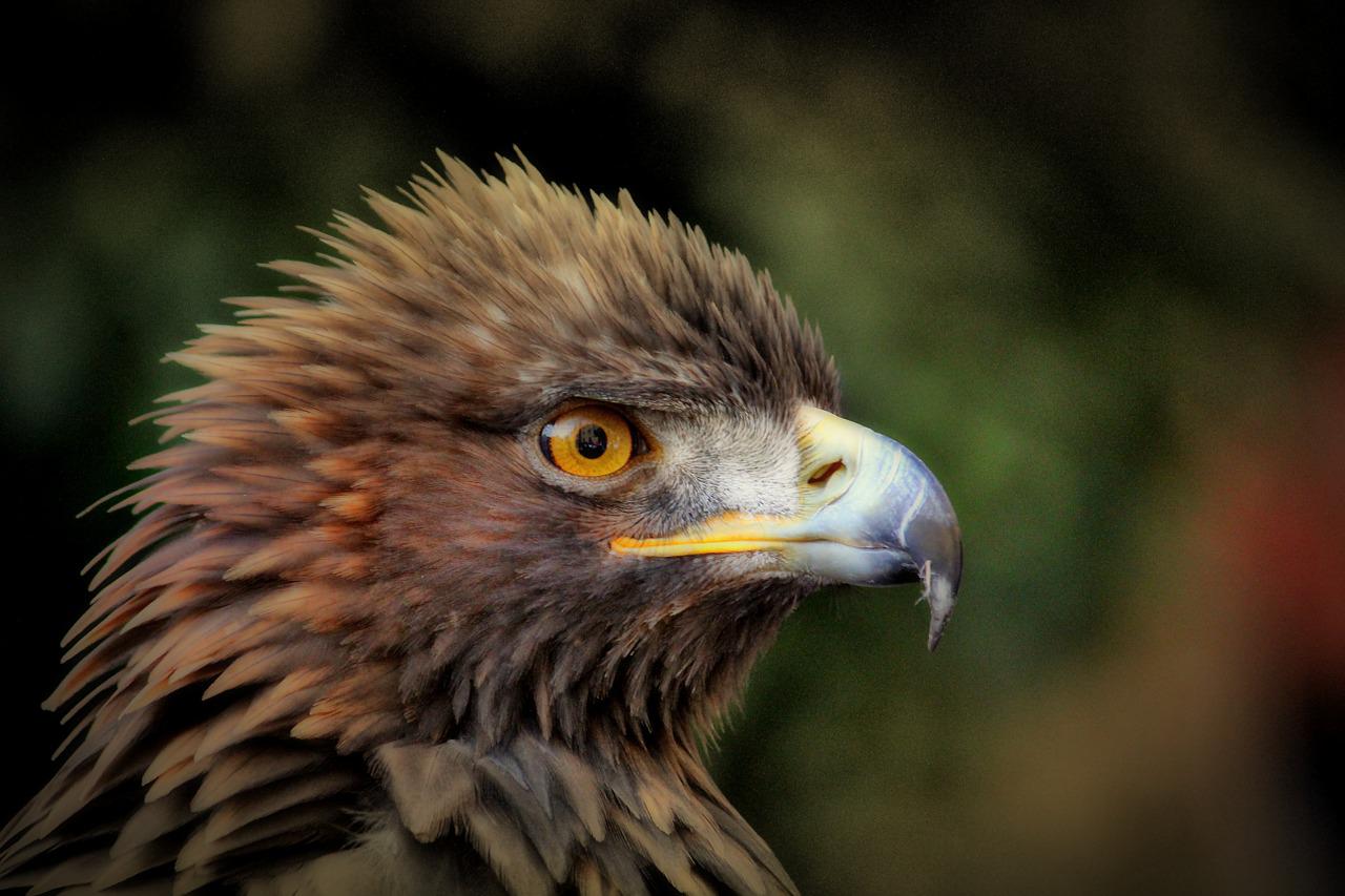 List of 29 Animals With Claws (With Pictures) - Animallot