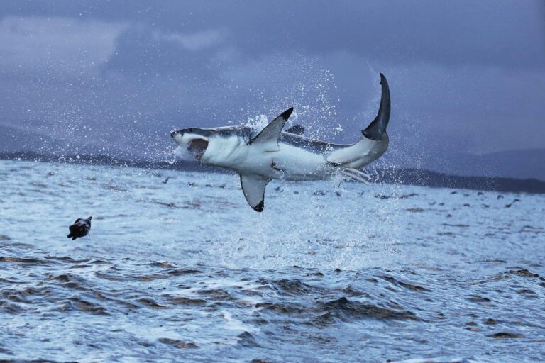 List of 13 Animals With Jaws (With Pictures) - Animallot