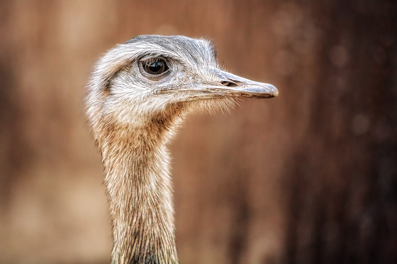 13 Animals with Big Eyes (with Pictures) - Animallot