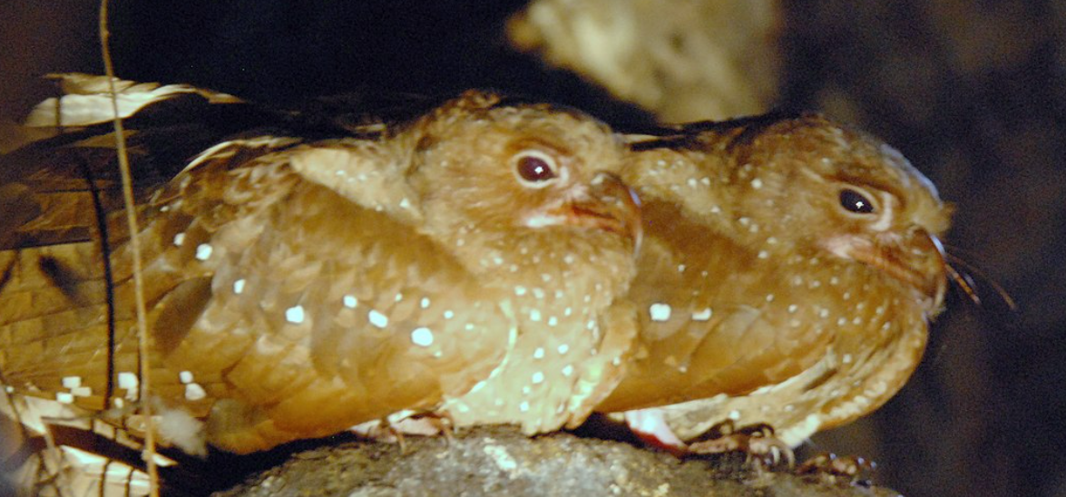 10 animals with echolocation (with pictures) - Animallot